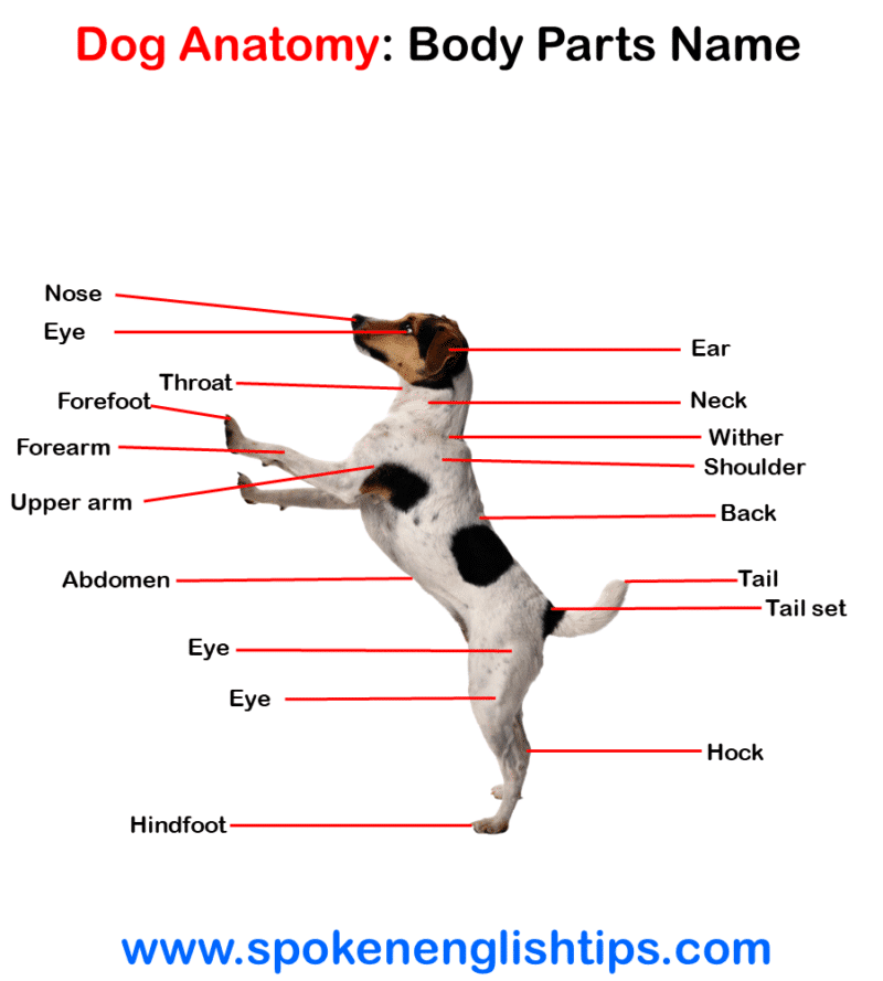 Dog Anatomy: Animal Parts Body Parts Name