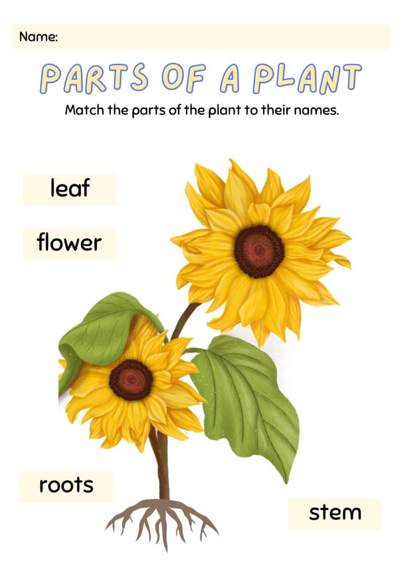 Matching Worksheets For Preschool Spokenenglishtips Matching Worksheets For Preschool Spokenenglishtips