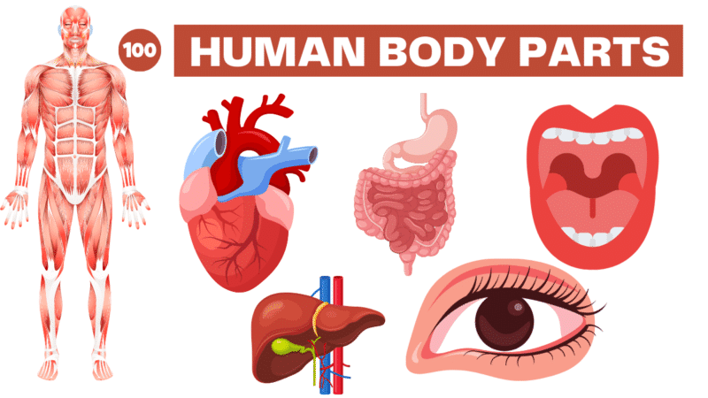 100 Human Body Parts Names In English