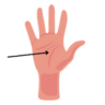 Body Parts Name In English With Pictures