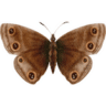 List Of Insects With Alphabetical Order