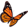 List Of Insects With Alphabetical Order