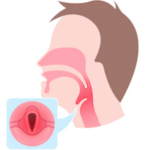 How Many Organs Are In The Human Body ( January 2025)