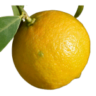40+ List Of Citrus Fruits Name With Pictures