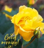 Beautiful Good Morning Yellow Rose Images