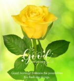 Beautiful Good Morning Yellow Rose Images